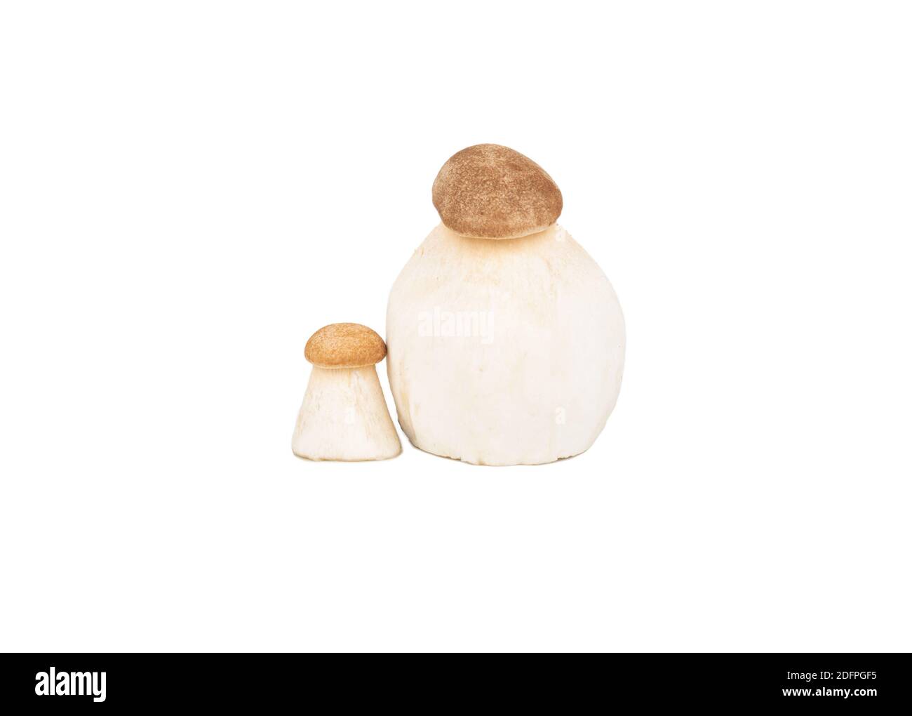 Two raw eringi mushrooms isolated on a white background Stock Photo - Alamy