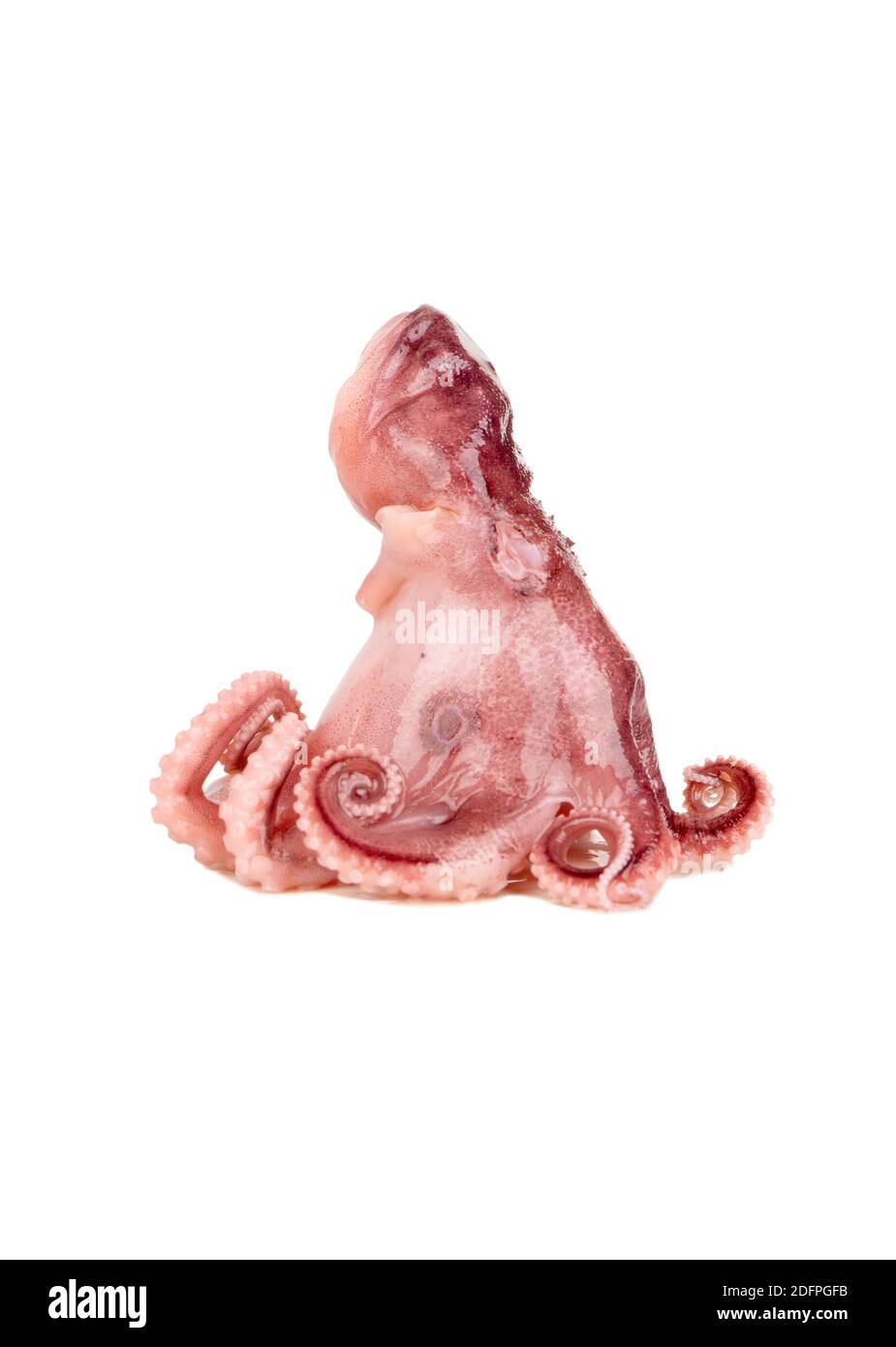Small octopus isolated on a white background Stock Photo - Alamy
