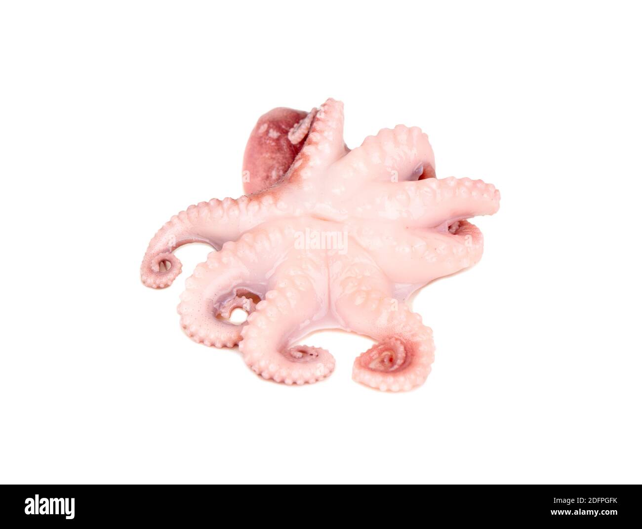 Small pickled octopus isolated on white background Stock Photo - Alamy