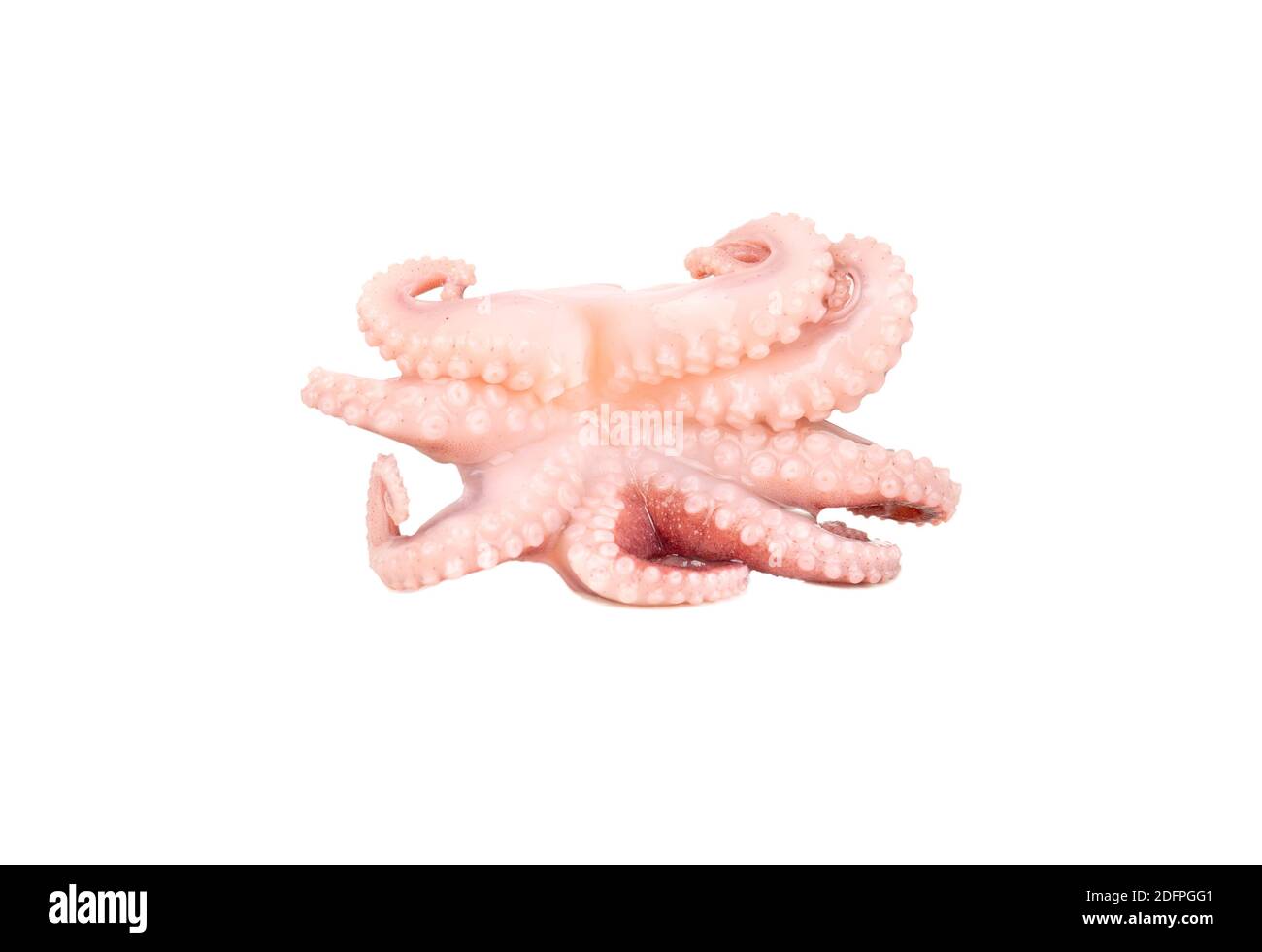 Small octopus isolated on a white background Stock Photo - Alamy