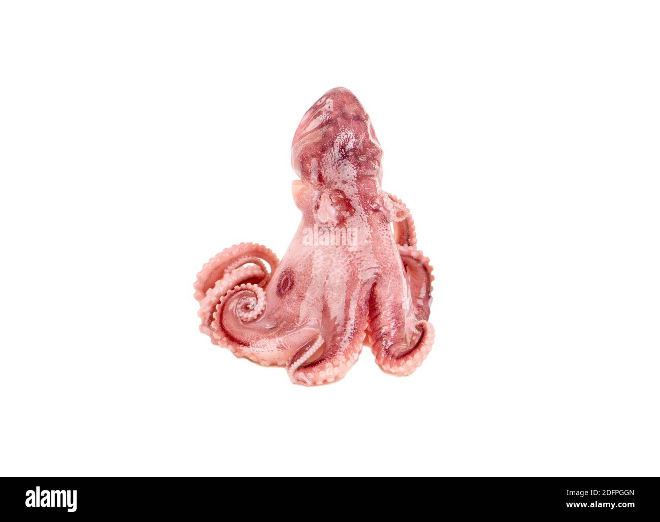 Small pickled octopus isolated on white background Stock Photo - Alamy