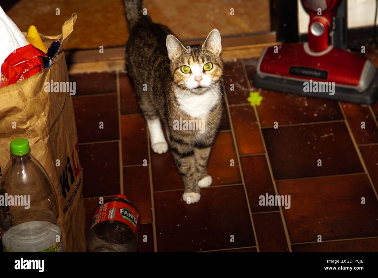 Our Cats at home, taken of pressphotographer Rita Segstedt, Fossie ...