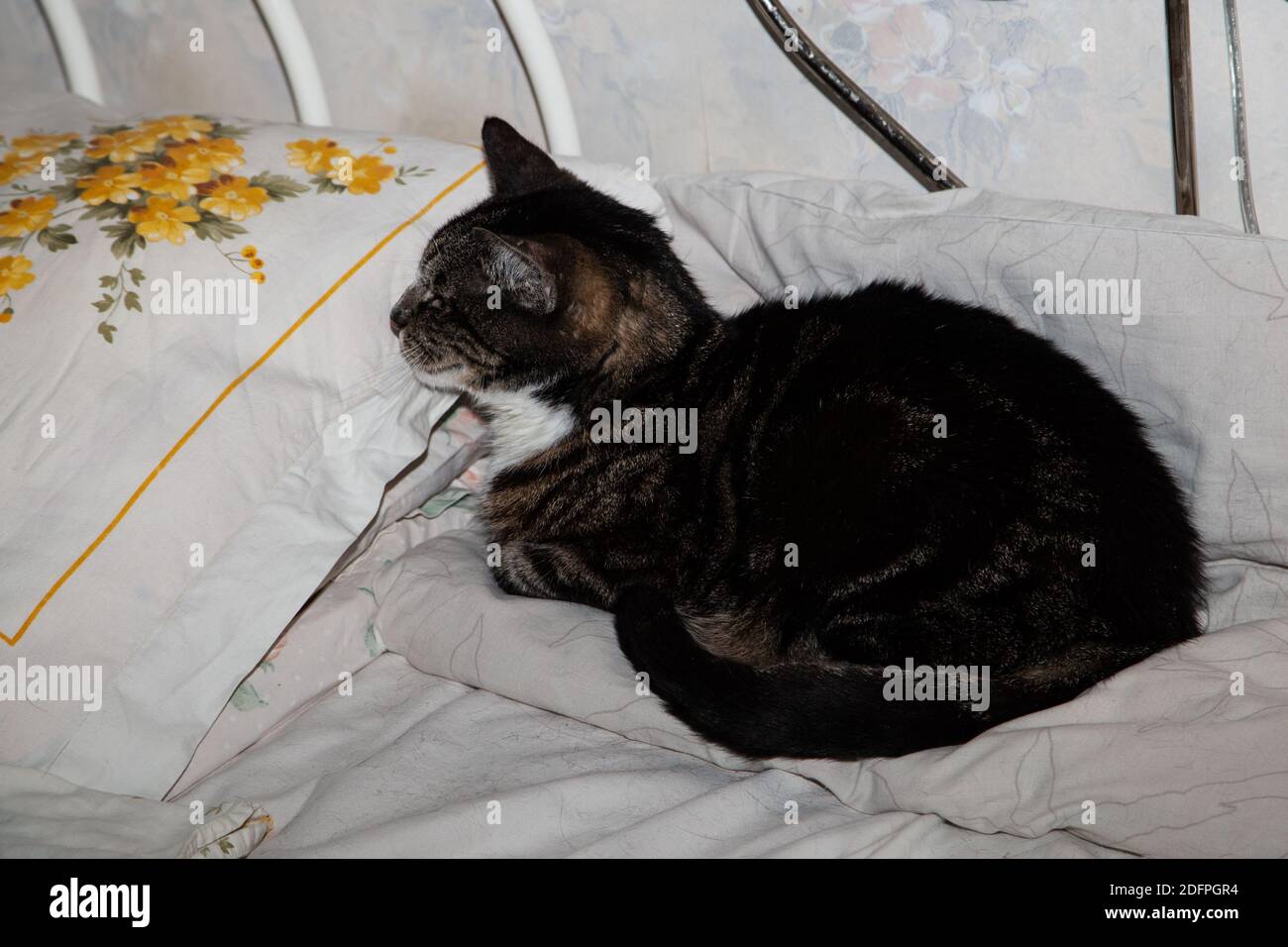 Our Cats at home, taken of pressphotographer Rita Segstedt, Fossie ...