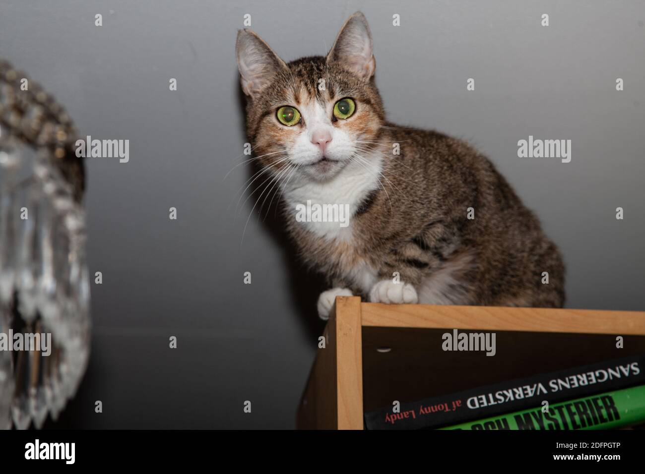 Our Cats at home, taken of pressphotographer Rita Segstedt, Fossie ...