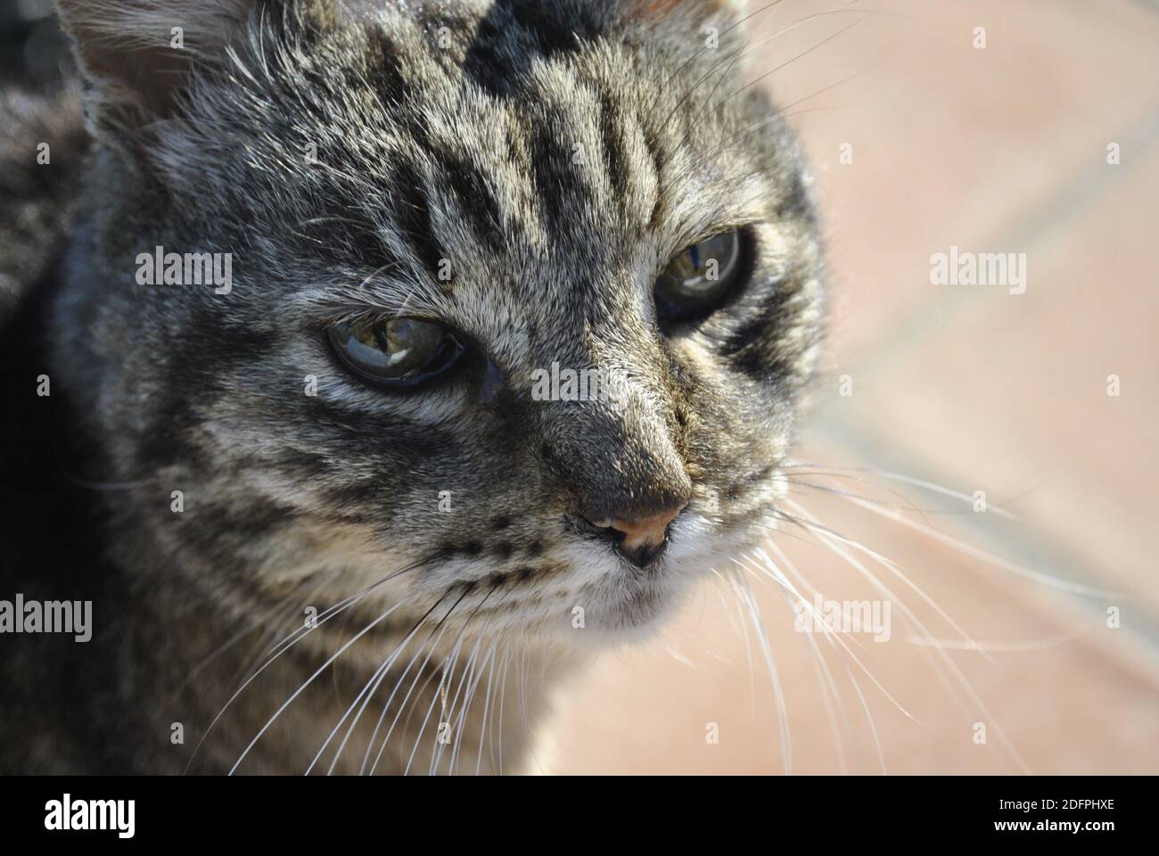 Sprangled hi-res stock photography and images - Alamy