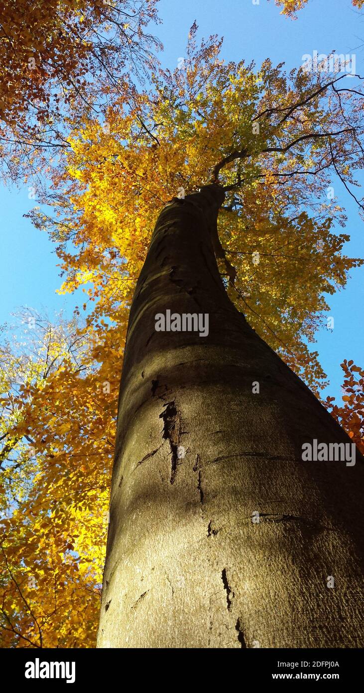 Split bark on tall beech tree in autumn with yellow golden leaves Stock ...