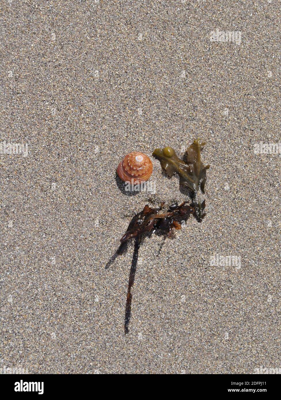 snail shell and sea weed on sandy beach in Ireland with space for text ...