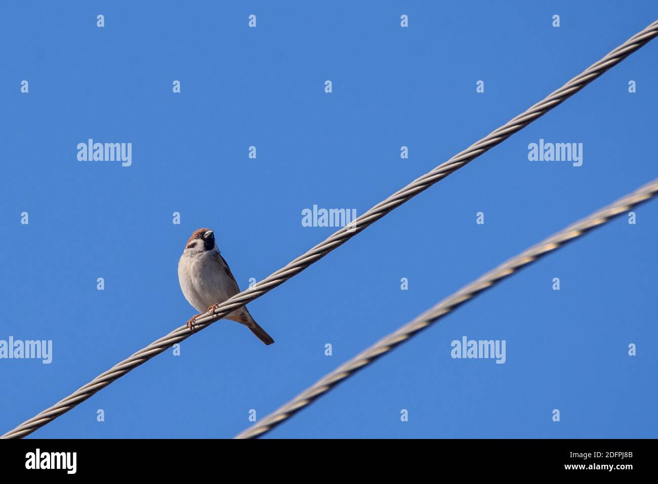 Eurasian tree sparrow bird on electrical cable. Passer montanus Stock ...