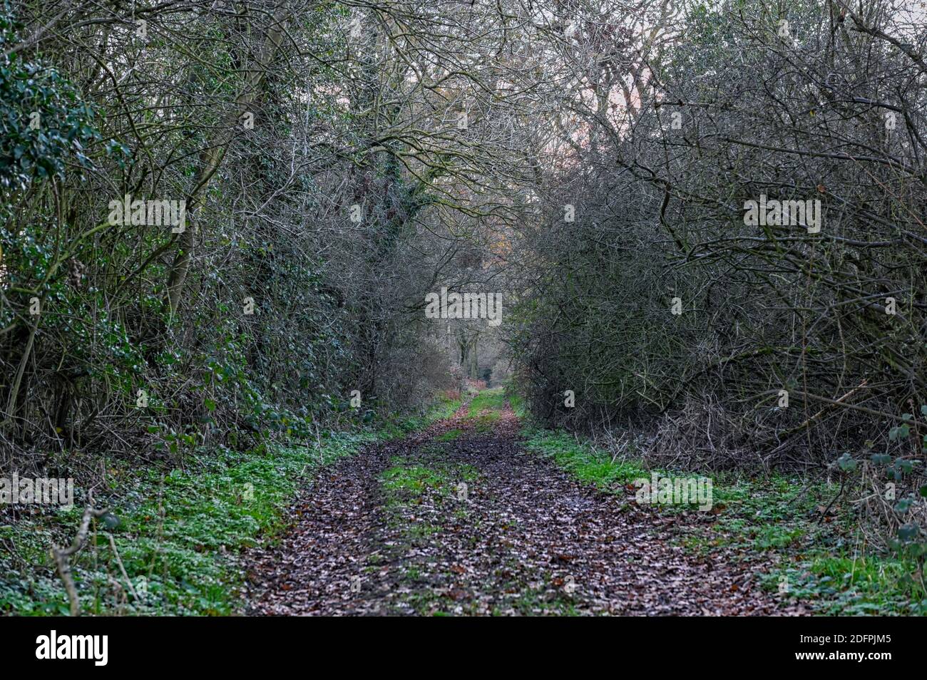Winter scene of a Norfolk village Bridle Path in North Norfolk, UK ...