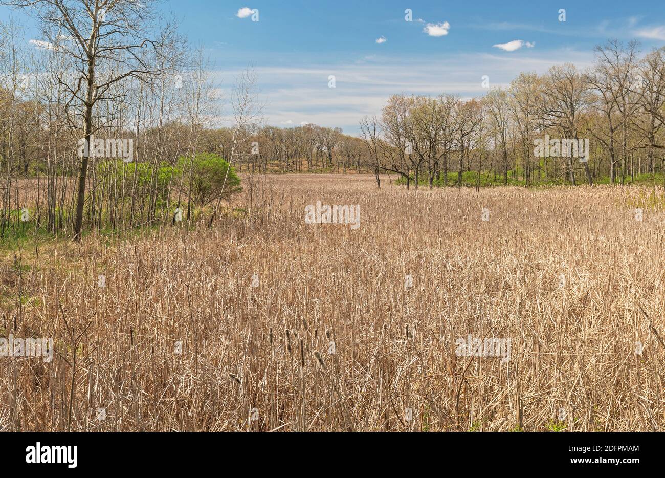 Islands of Trees Amongst the Marsh Grasses in Moraine Hills State Park ...