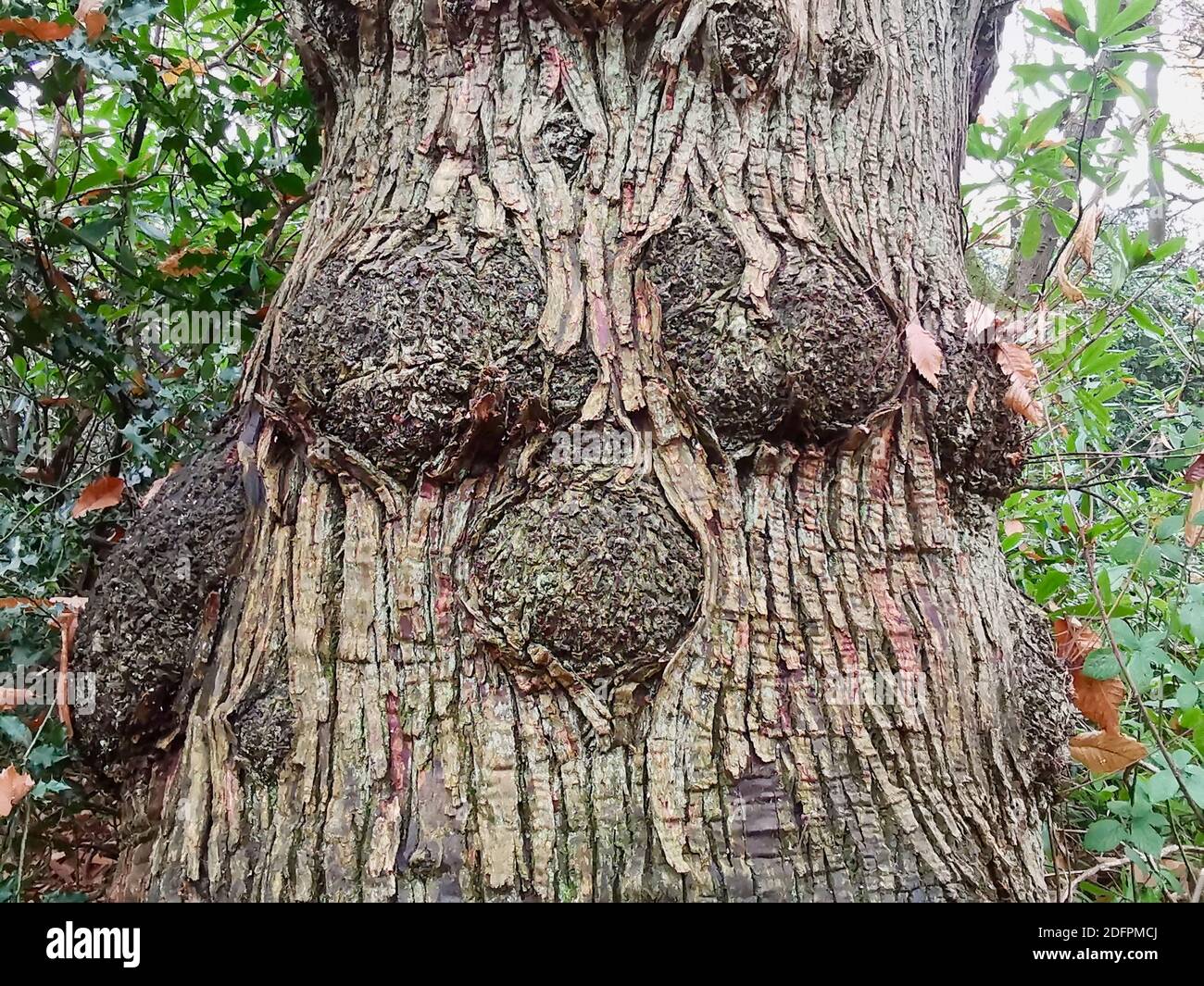 Very gnarled rough tree trunk with eruptions with bushes in background ...
