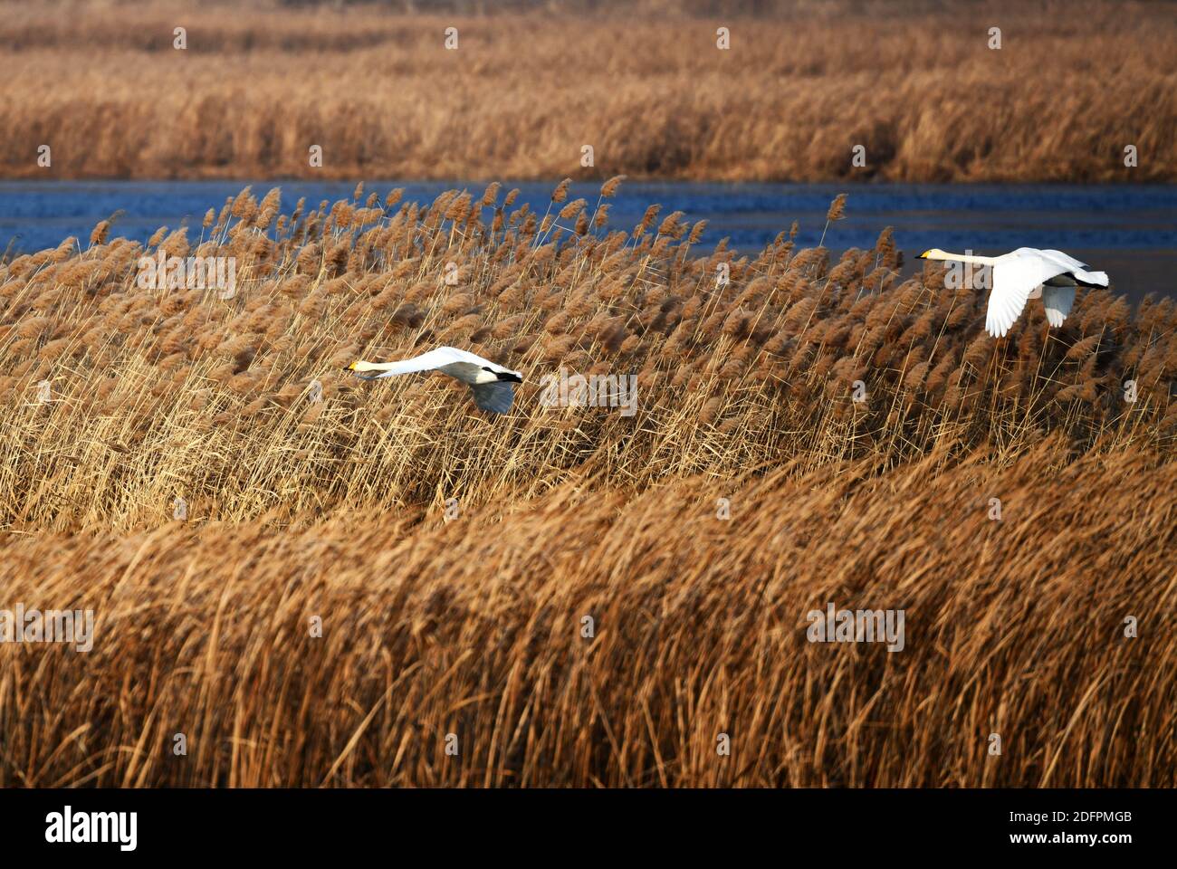 Beijing, China. 6th Dec, 2020. Swans fly over Huairou Reservoir in ...