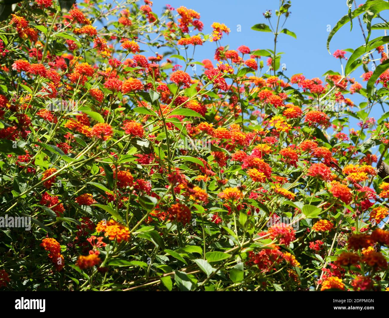 A beautiful bush of orange and red flowers Stock Photo - Alamy