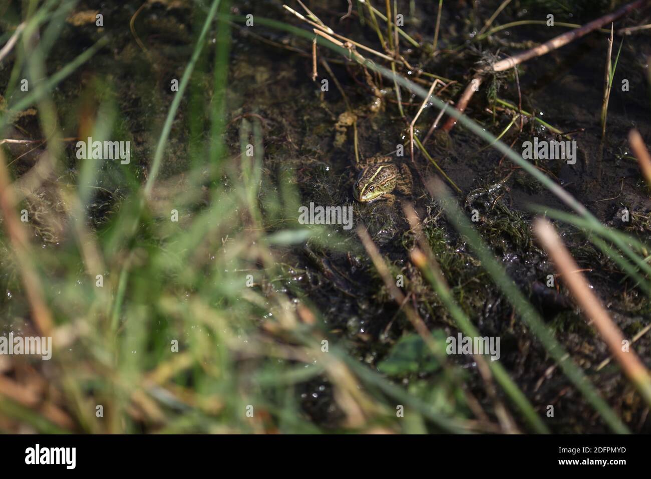 Frog in a swamp hi-res stock photography and images - Alamy