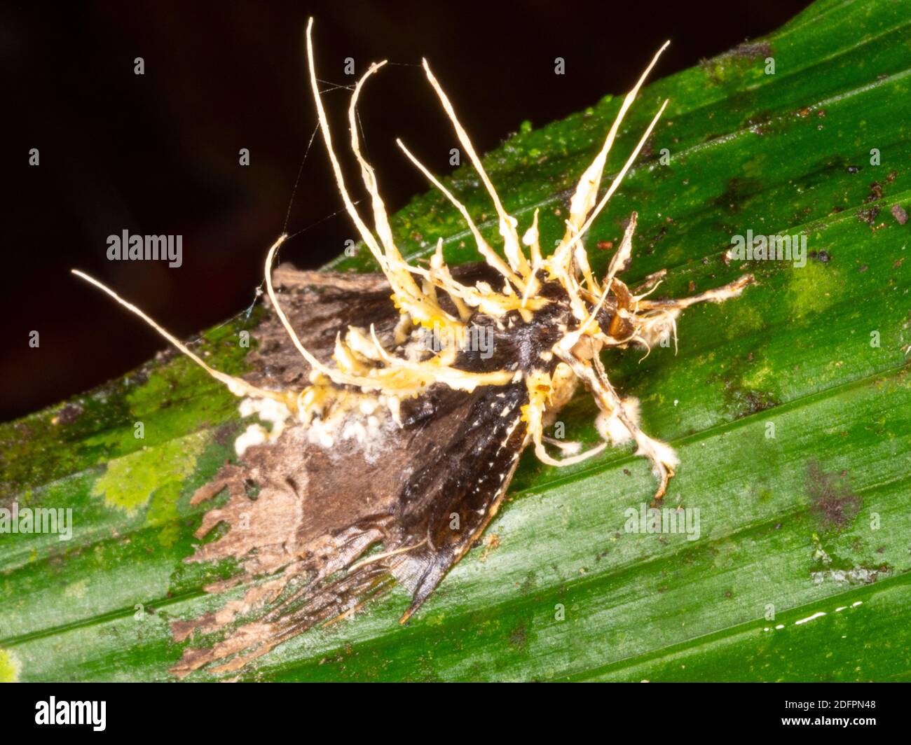 A Cordyceps fungus (Akanthomyces sp.) parasitising a moth Stock Photo ...