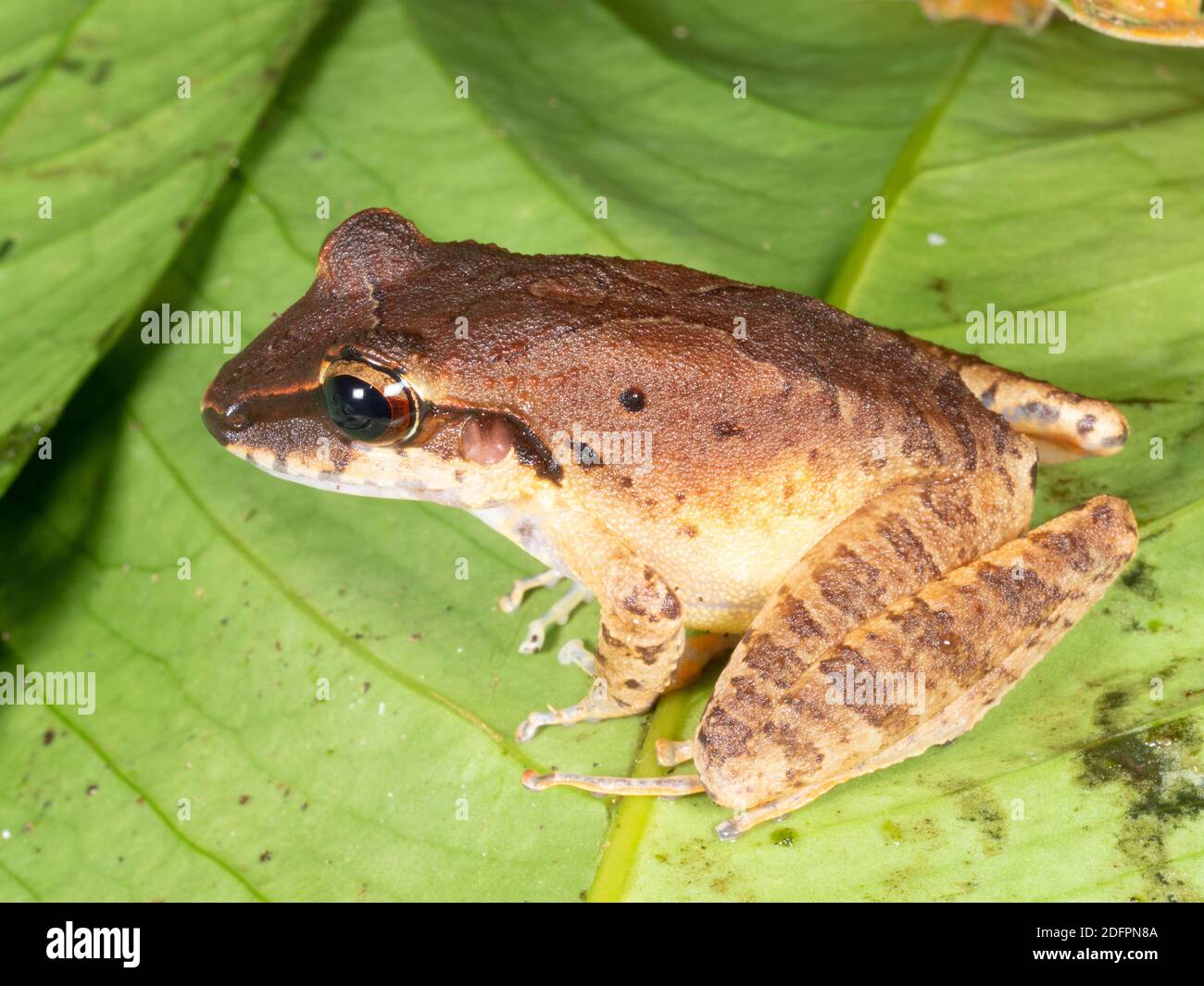 Robber female hi-res stock photography and images - Alamy