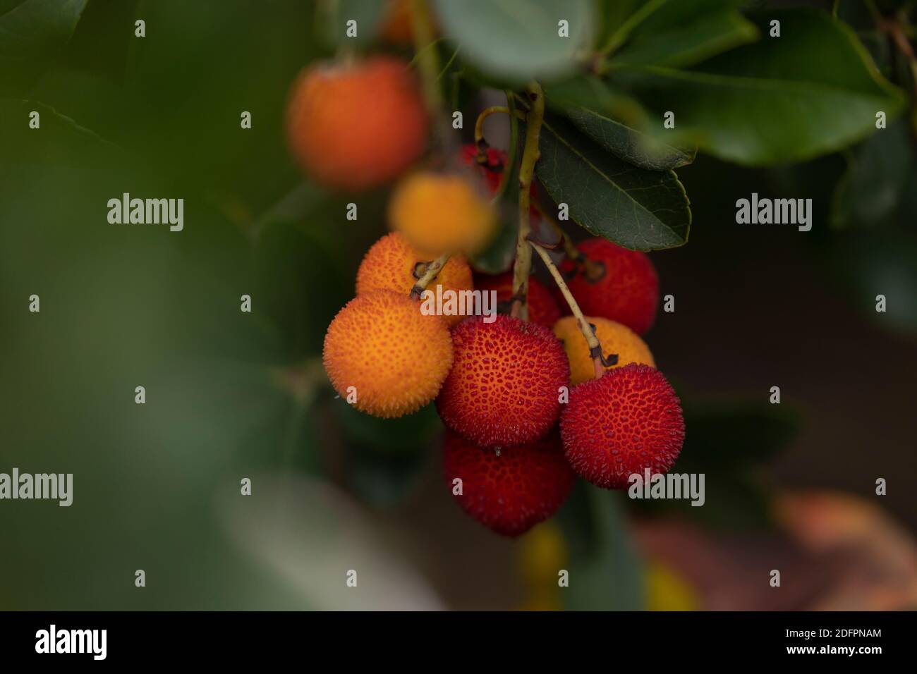 Sweet fruits of arbutus unedo, or strawberry tree, in autumn, in the ...
