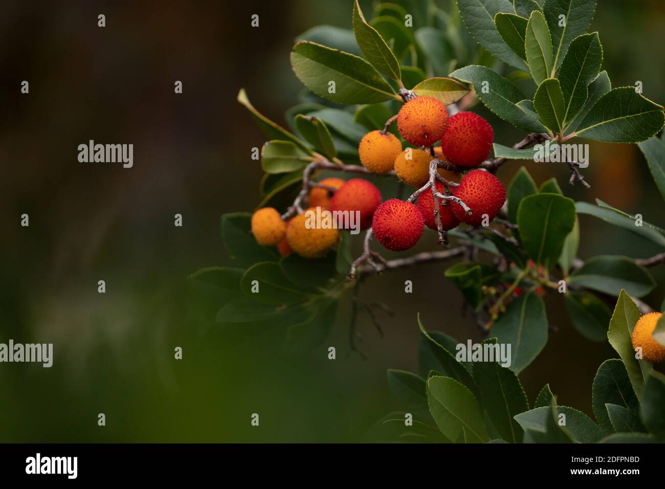 Sweet fruits of arbutus unedo, or strawberry tree, in autumn, in the ...