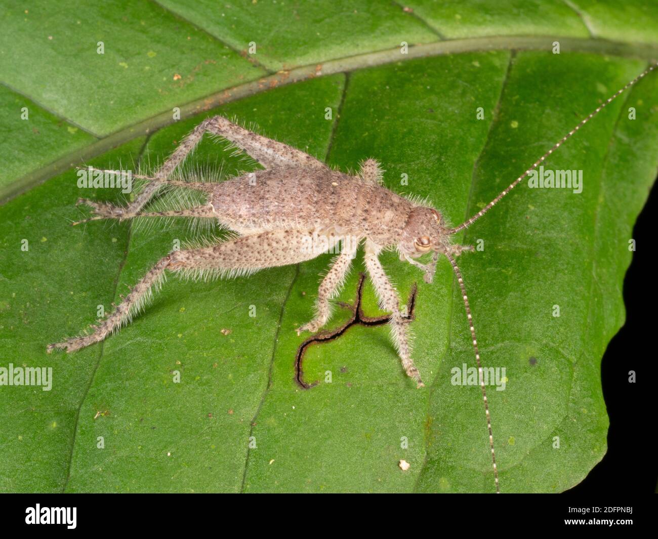 Cricket sitting on leaf at night in the rainforest understory near ...