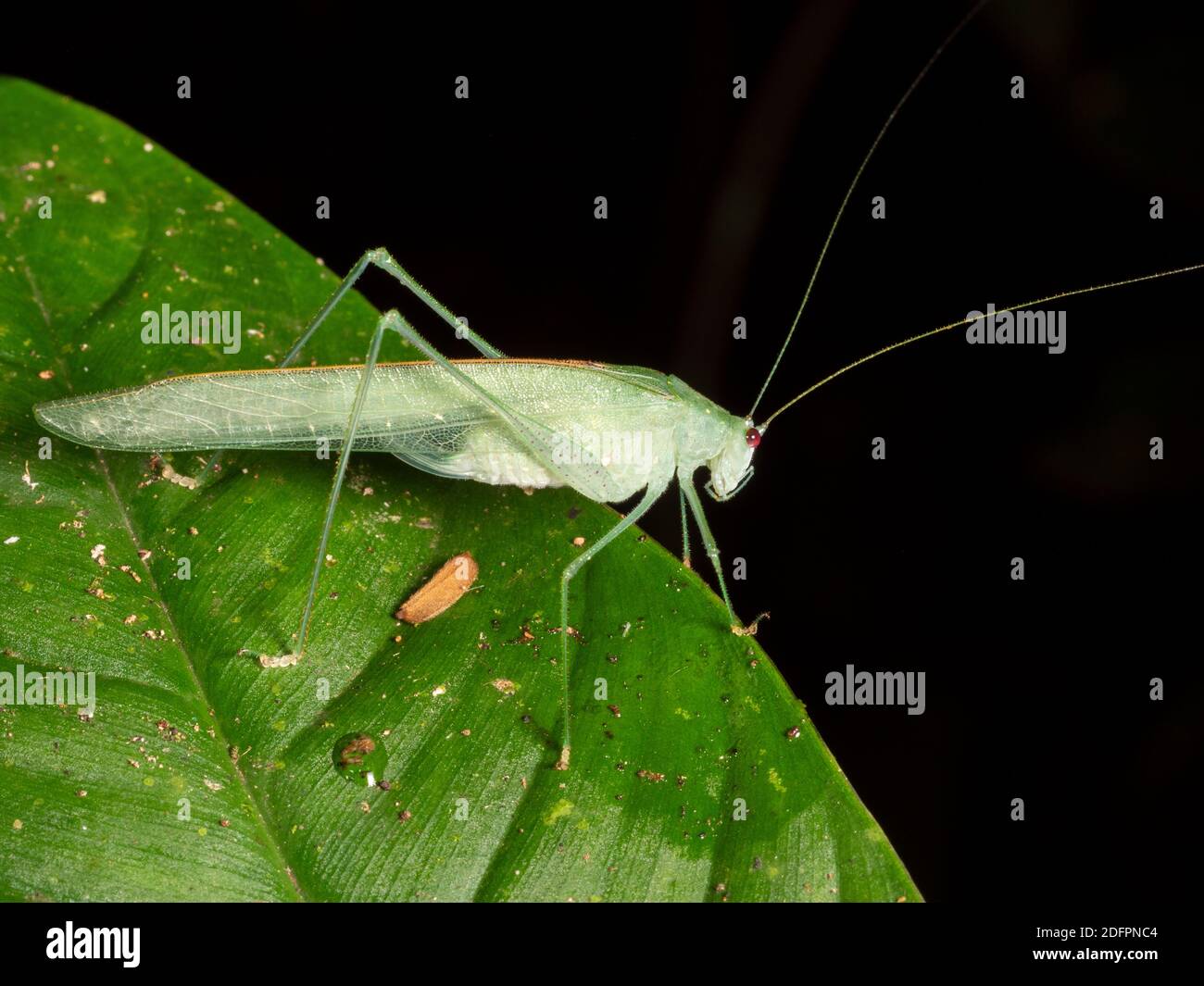 Katydid (Family Tettigoniidae) sitting on leaf at night in the ...