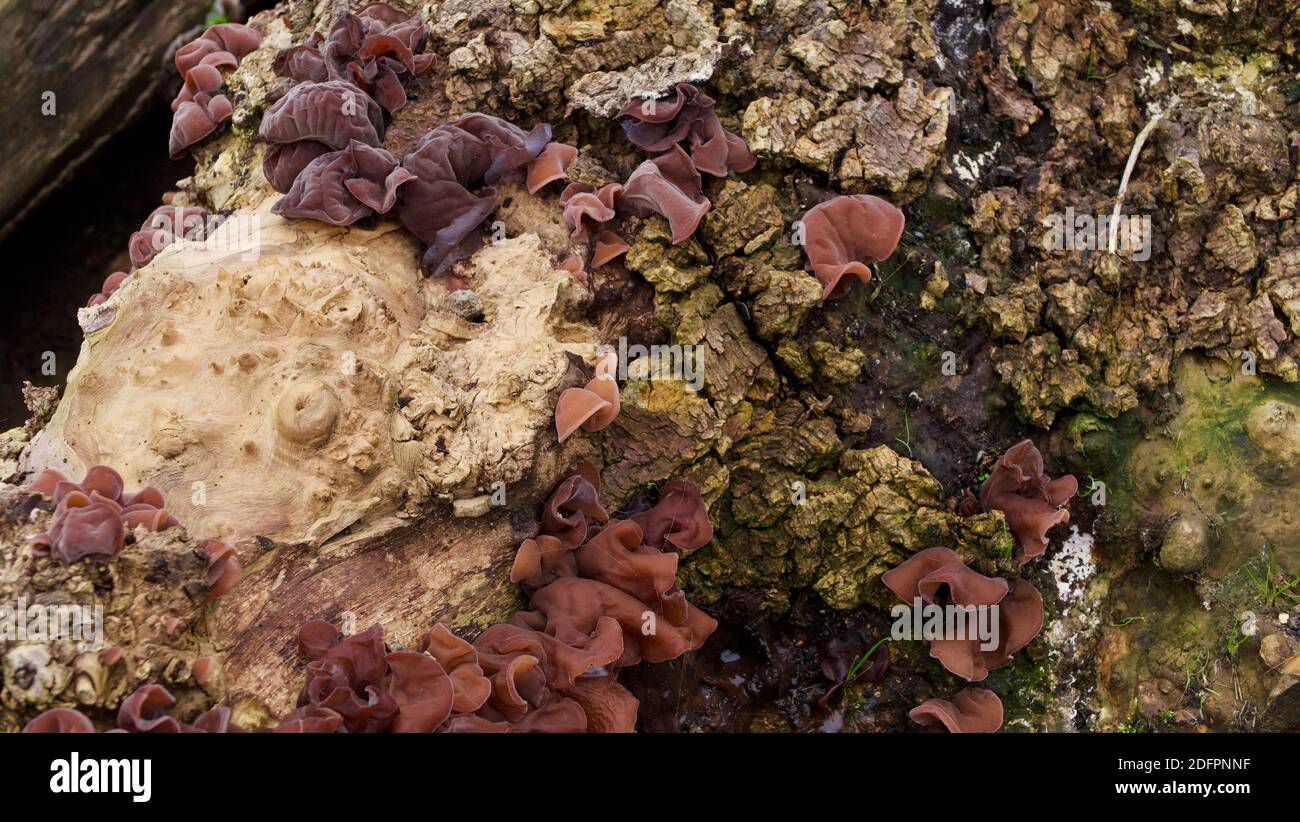 Wood ear fungus uk hi-res stock photography and images - Alamy