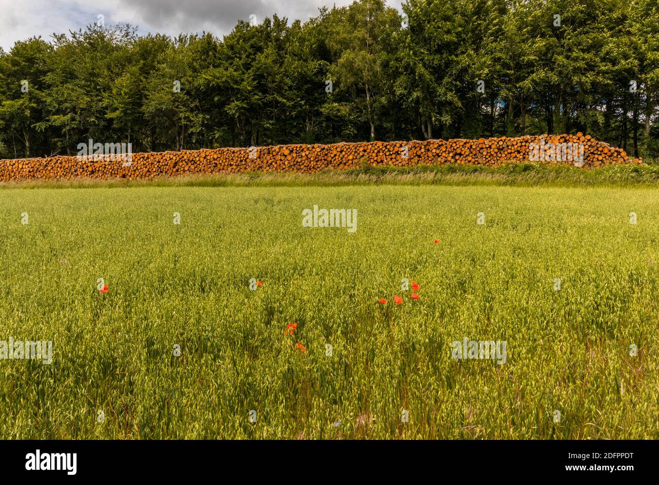 Timber crops hi-res stock photography and images - Alamy