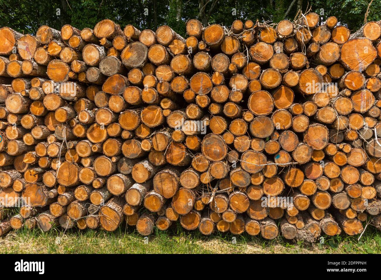 Timber crops hi-res stock photography and images - Alamy