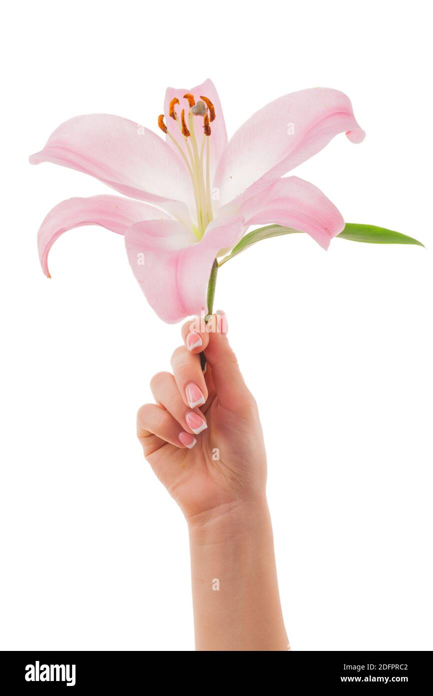 Female Hand Holds Bud Of Pink Lily Flower Isolated On White Background 2469