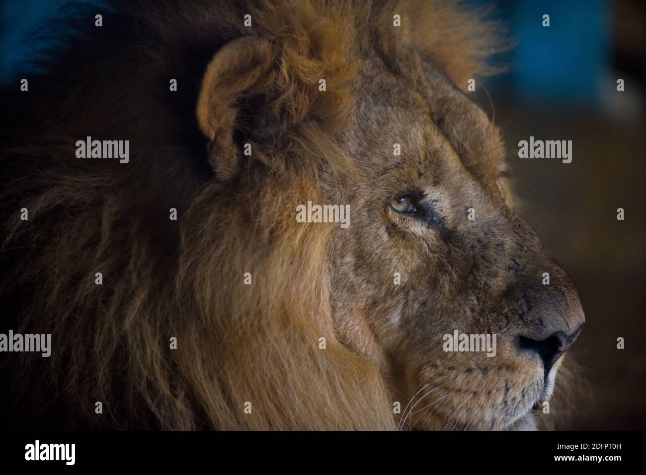 Mane profile side view hi-res stock photography and images - Alamy