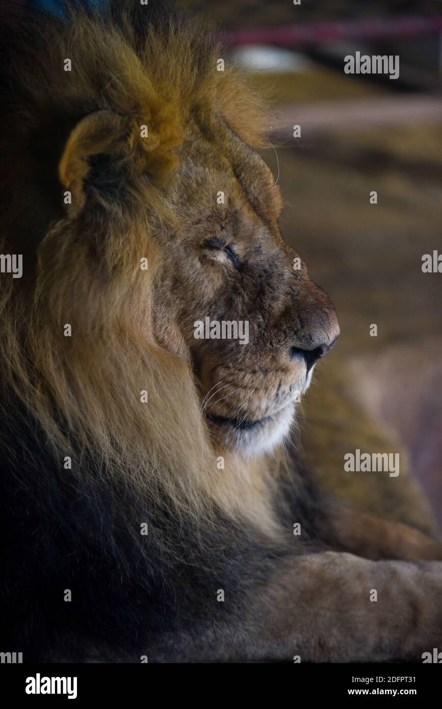 Lion face close up whilst sleeping or resting Stock Photo - Alamy