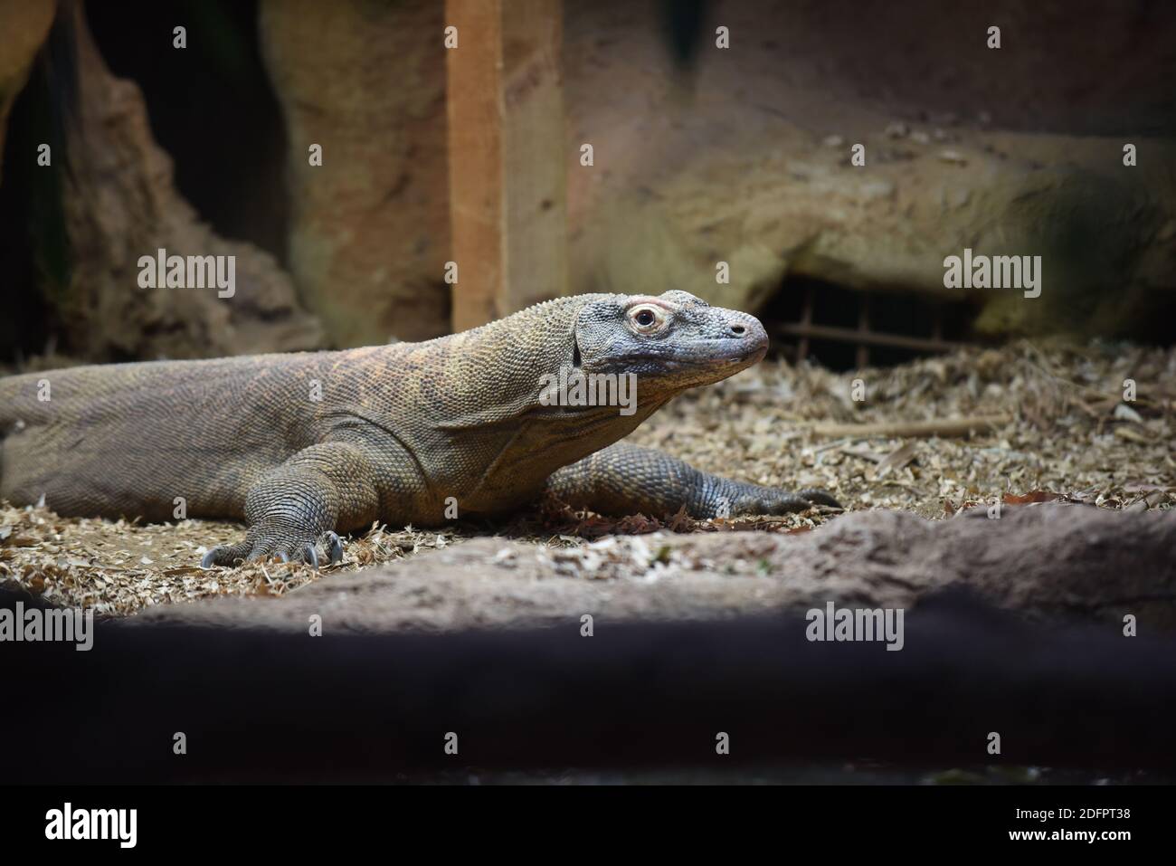 Komodo dragon in a zoo looking towards the camera Stock Photo - Alamy