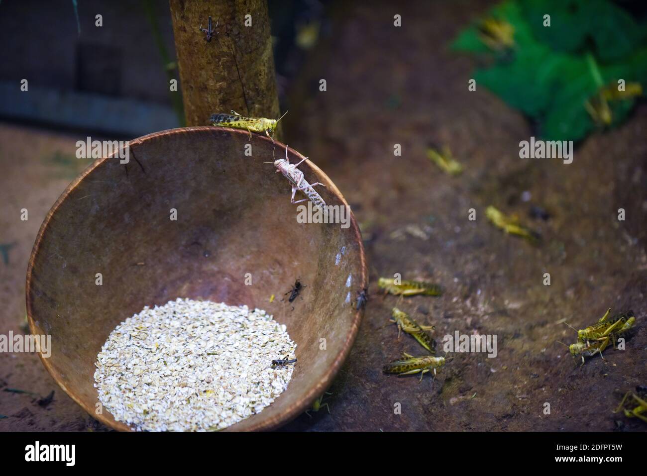 Group of locusts eating from a bowl of grain Stock Photo - Alamy