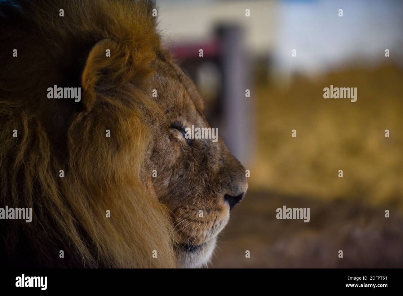 Lion face close hi-res stock photography and images - Alamy