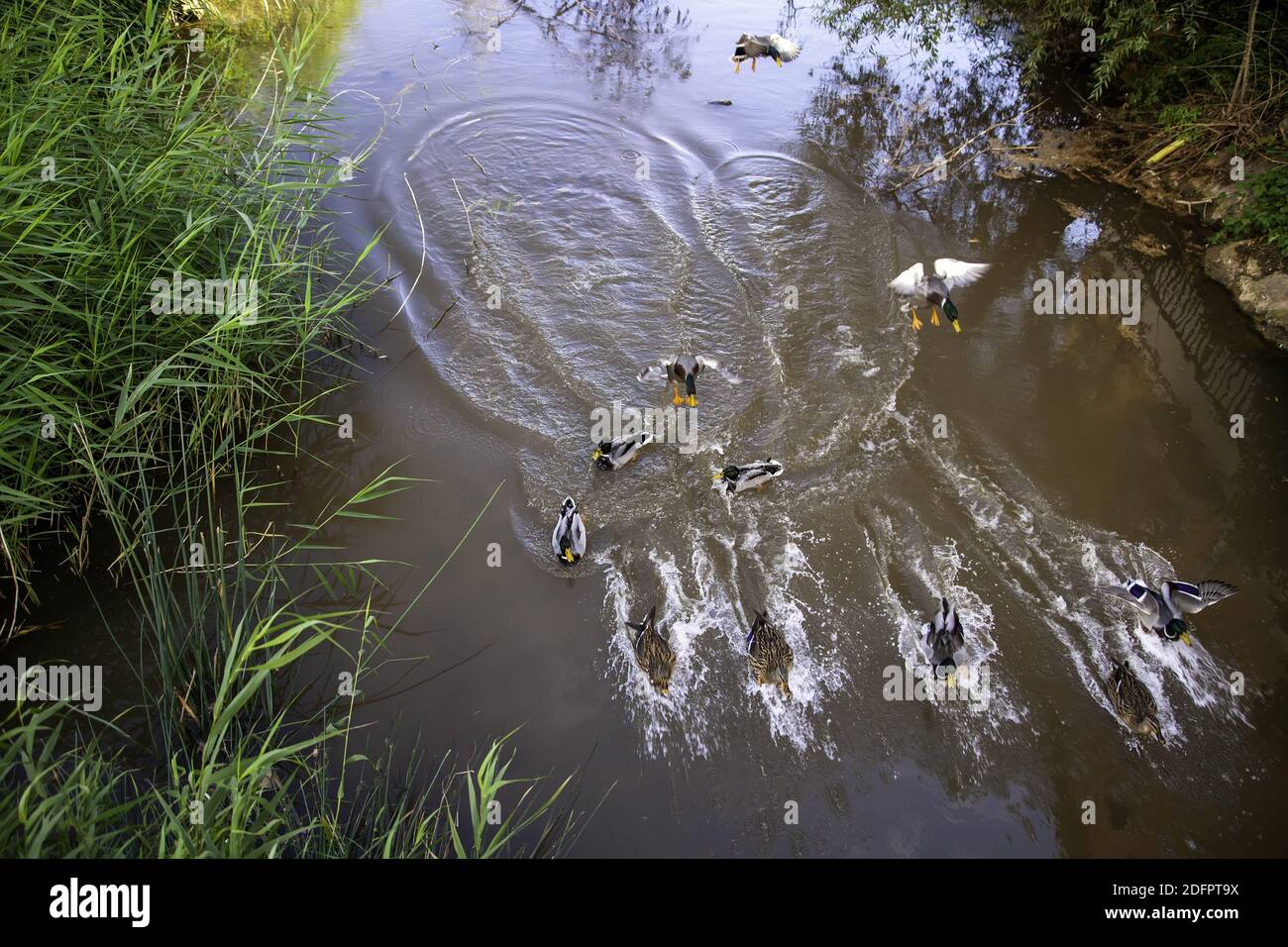 Ducks in pond swimming and flying, farm animals, birds Stock Photo - Alamy