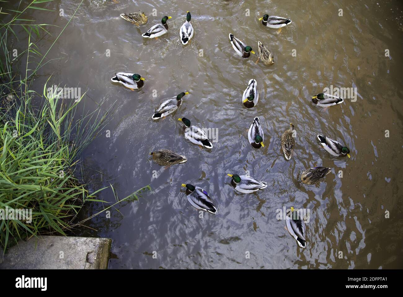 Ducks in pond swimming and flying, farm animals, birds Stock Photo - Alamy