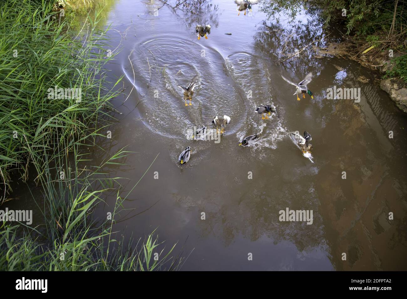Ducks in pond swimming and flying, farm animals, birds Stock Photo - Alamy