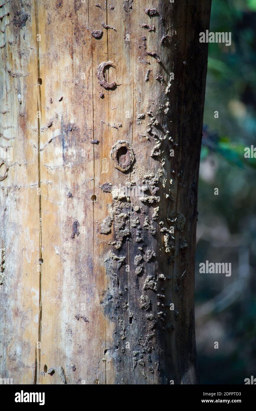 Background or concept tree with peeled bark, old tree in forest ...