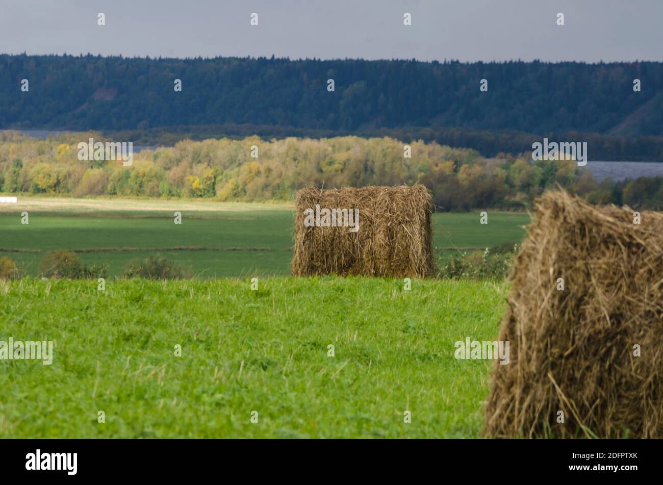 Haystacks on a green field. Hay cleaning Stock Photo - Alamy
