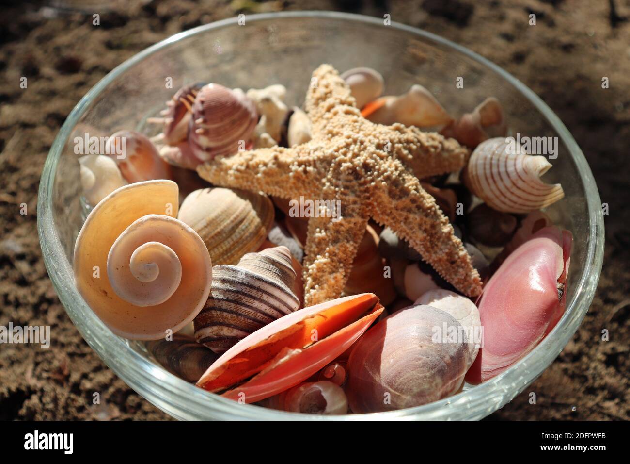 Seashell collection hi-res stock photography and images - Alamy