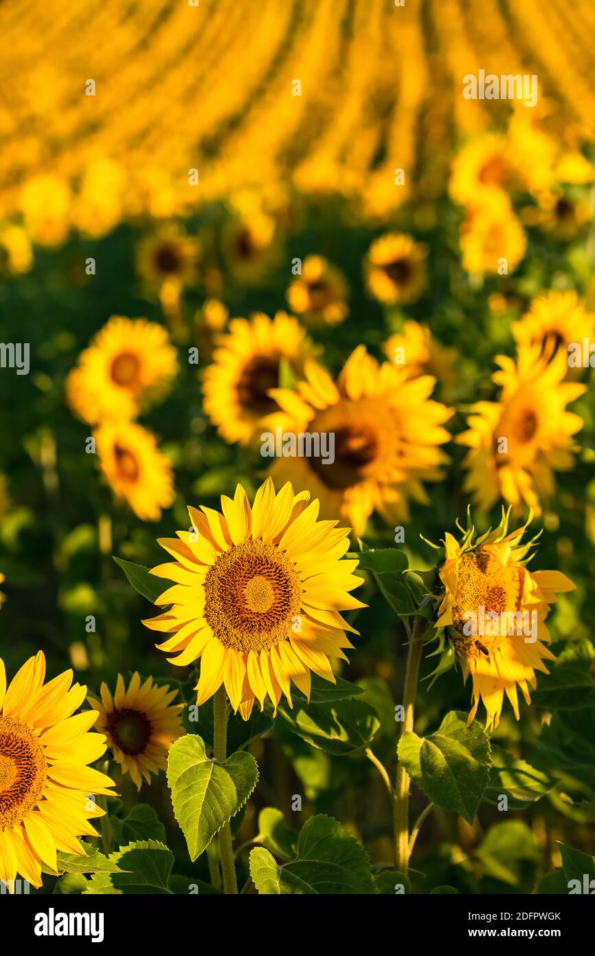 sunflowers field in full sun in Provence, yellow background Stock Photo ...