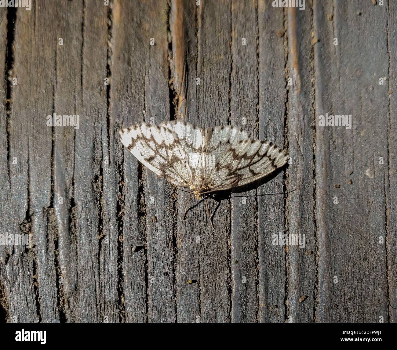 Beautiful plume moths hi-res stock photography and images - Alamy