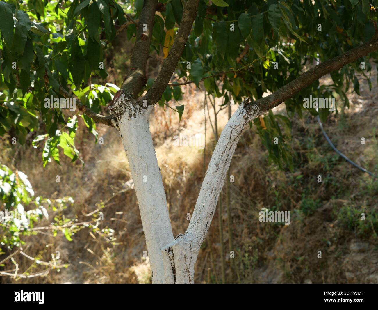 A closeup shot of a white painted tree trunk Stock Photo - Alamy