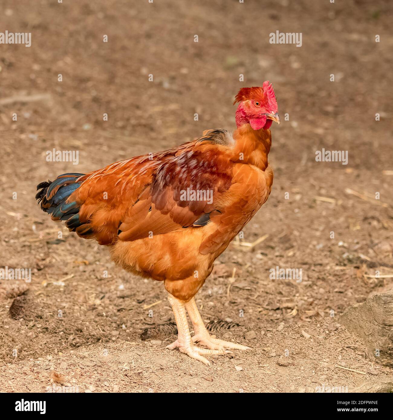 Profile of a rooster hi-res stock photography and images - Alamy