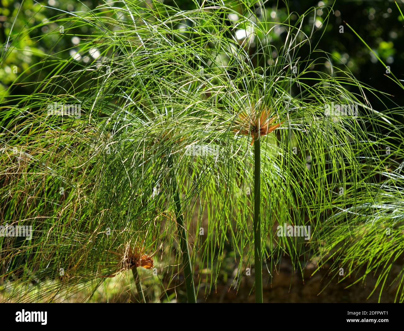 Closeup shot growing reed hi-res stock photography and images - Alamy