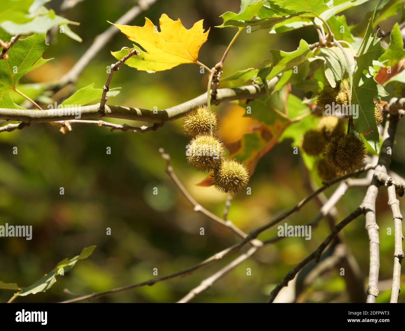 The fuzzy green seguin chestnuts growing on a tree Stock Photo - Alamy