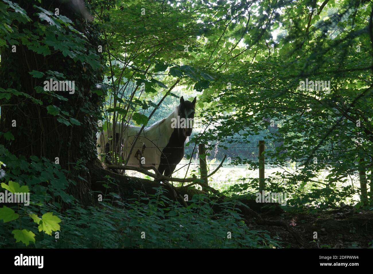 Horses gallop through pasture hi-res stock photography and images - Alamy