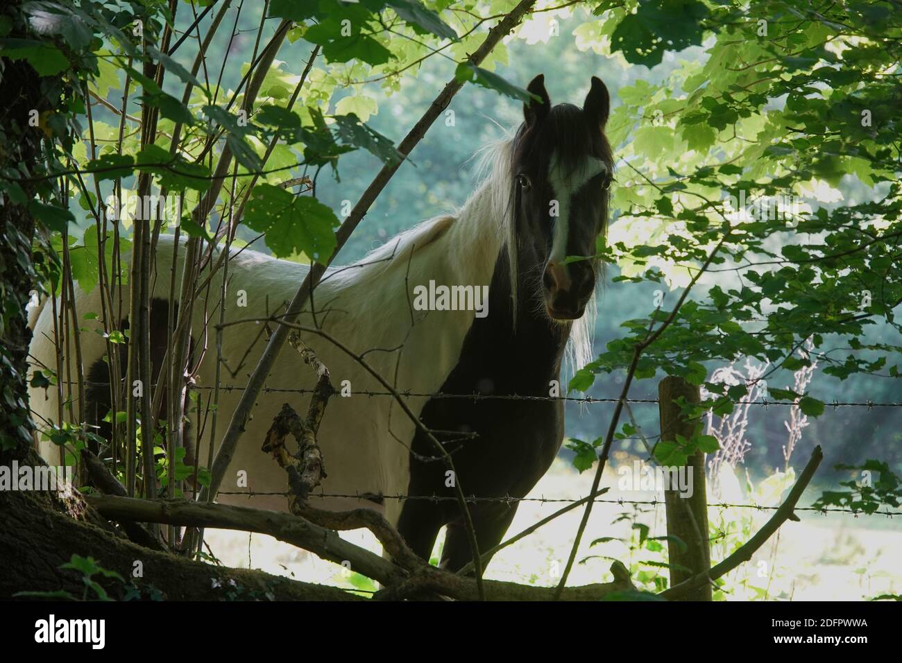 A horse looking through trees in dappled sunlight Stock Photo - Alamy