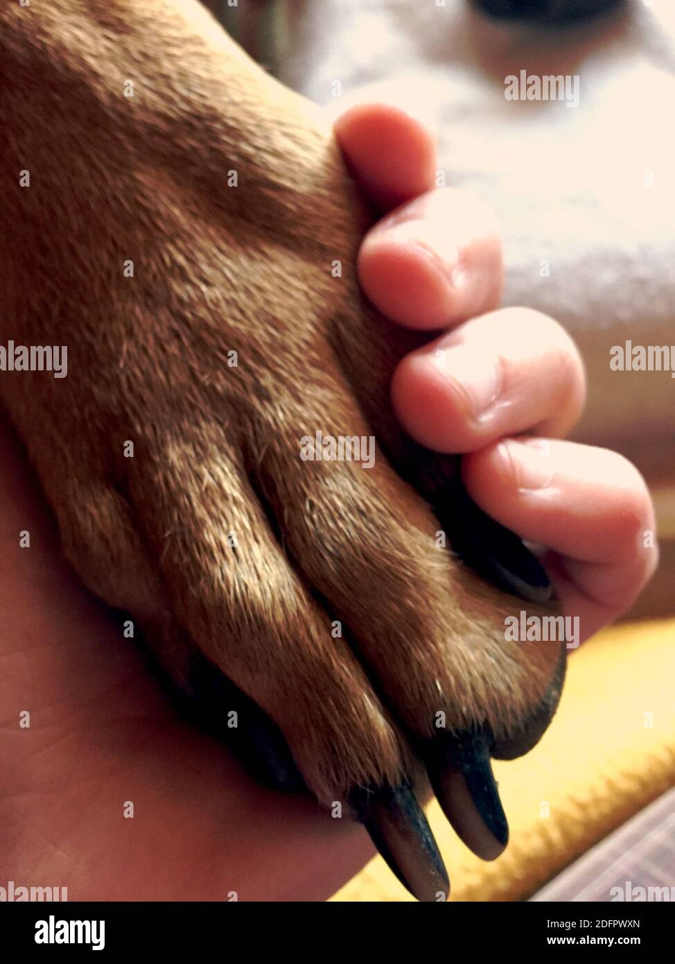 a closeup of a brown dog paw with claws holding a human hand Stock ...