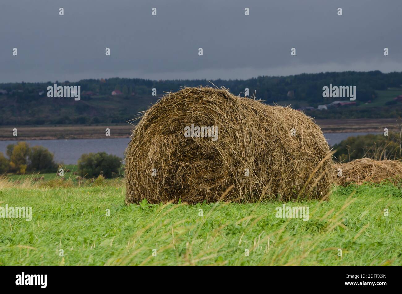 Haystacks on a green field. Hay cleaning Stock Photo - Alamy