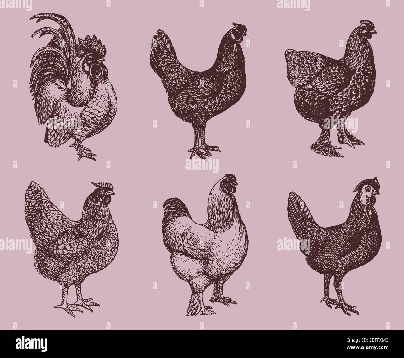 Group of hens and cocks of different chicken breeds isolated on a pale ...